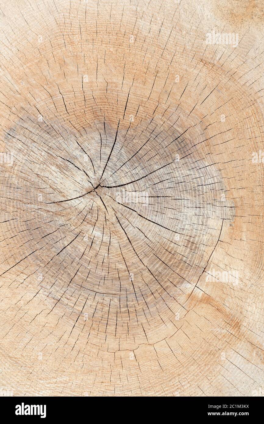 Annual rin hi-res stock photography and images - Alamy