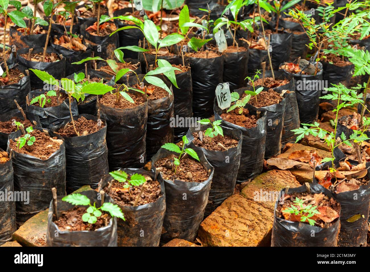 Lot of different plastic seedling bags with small plants - seeding ...