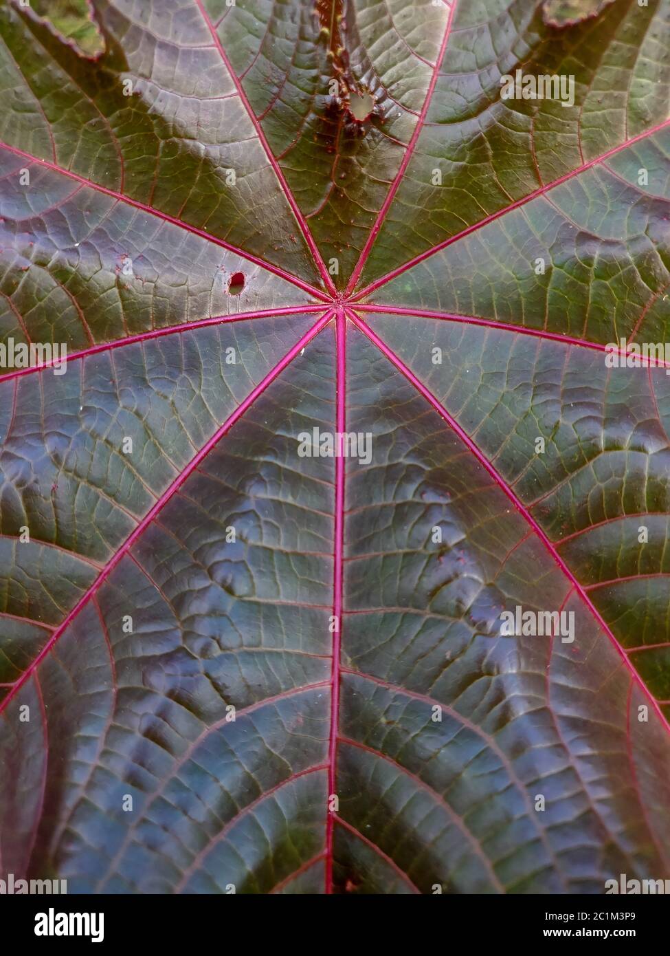 Fresh green leaf texture hi-res stock photography and images - Alamy