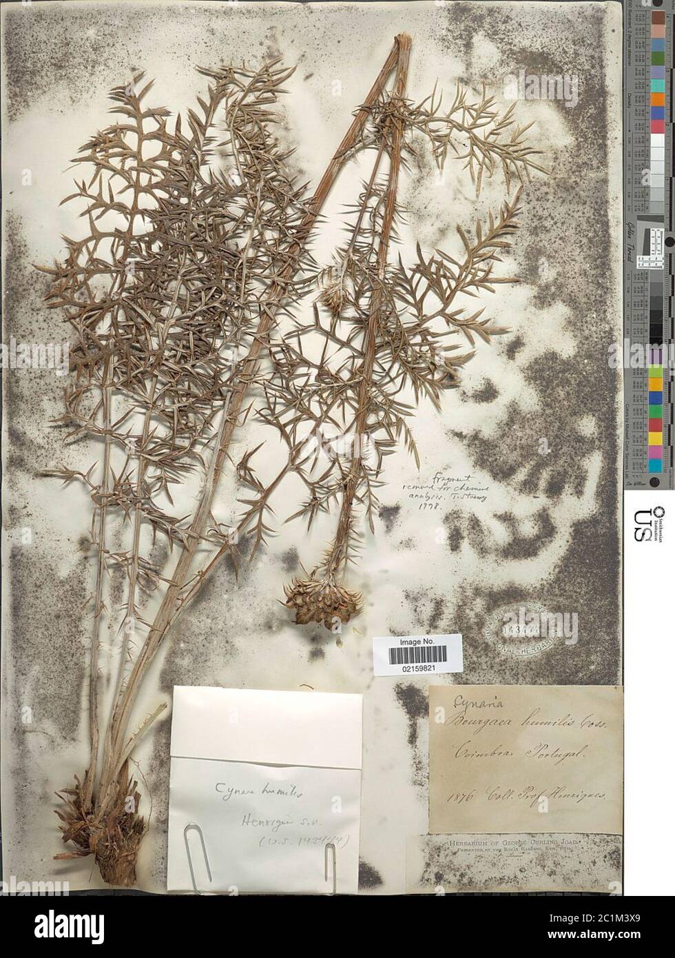 Cynara humilis L Cynara humilis L Stock Photo - Alamy