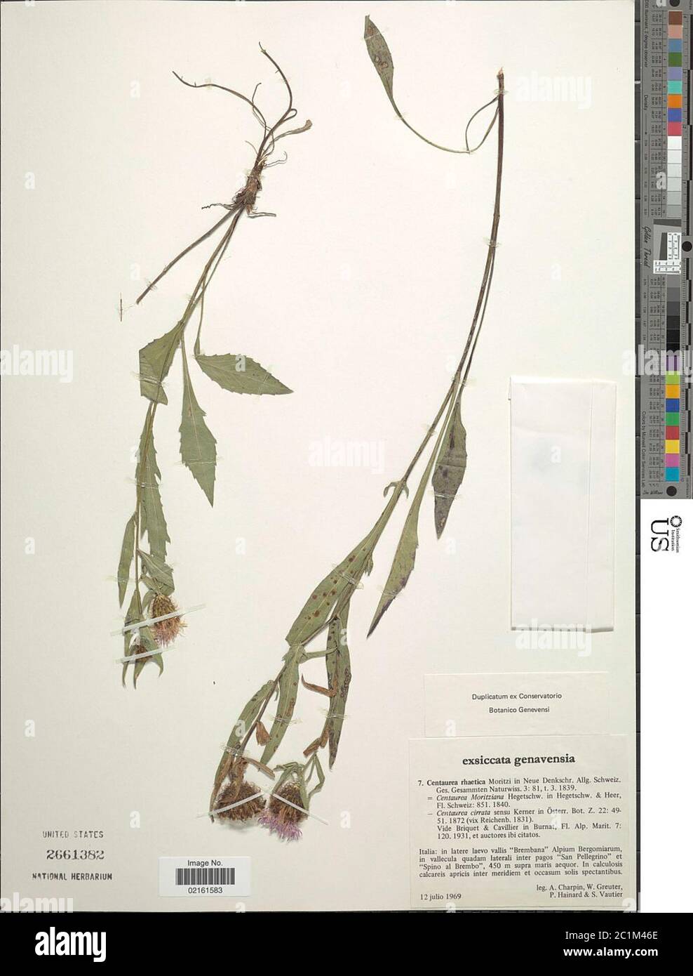 Centaurea rhaetica Moritz Centaurea rhaetica Moritz Stock Photo - Alamy