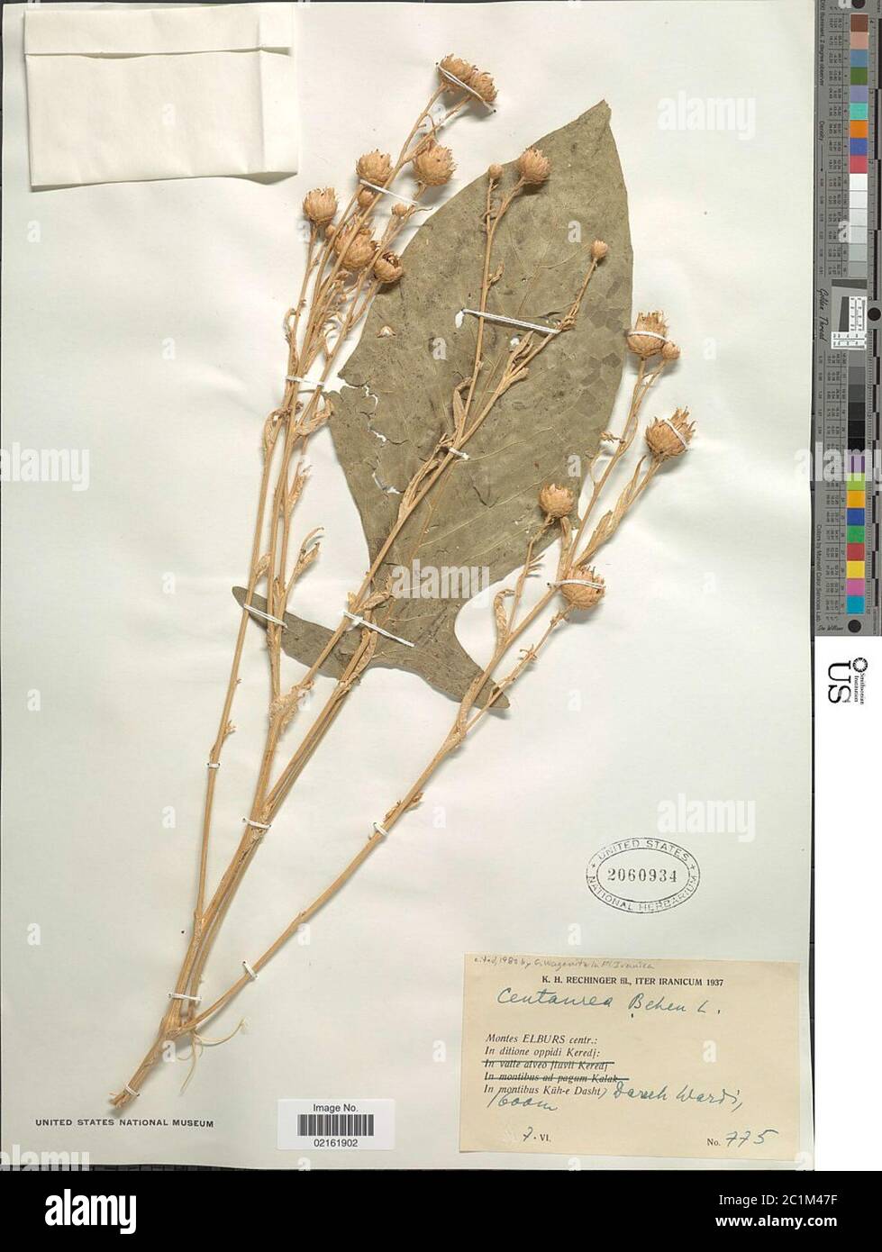 Centaurea behen L Centaurea behen L Stock Photo - Alamy