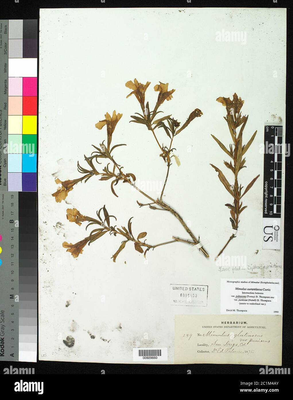 Diplacus aurantiacus Curtis Jeps Diplacus aurantiacus Curtis Jeps Stock ...