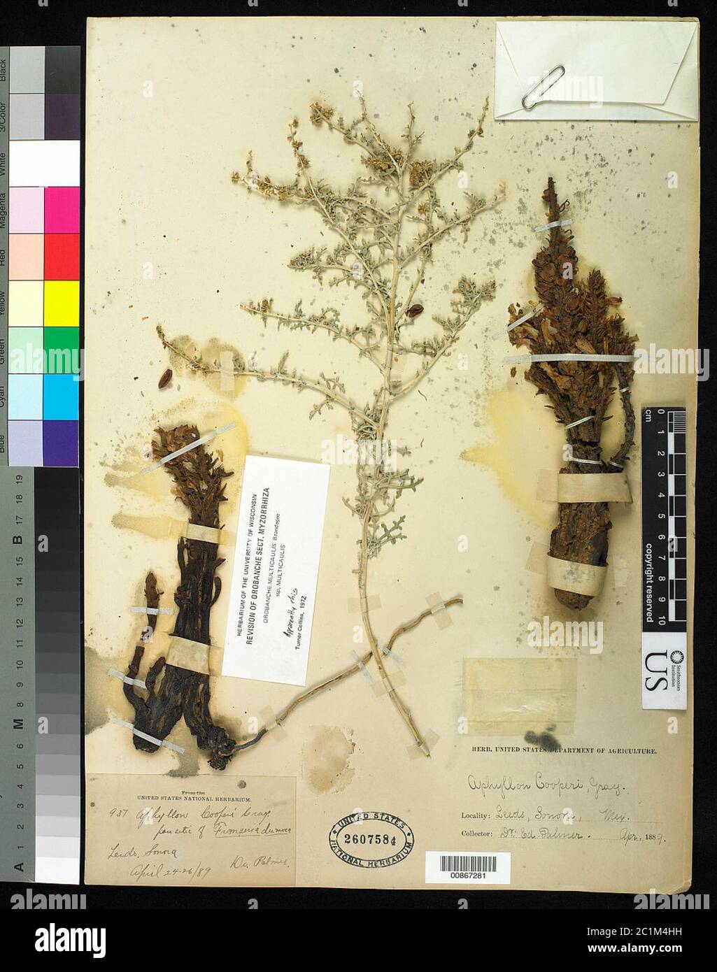Orobanche multicaulis Brandegee subsp multicaulis Orobanche multicaulis ...