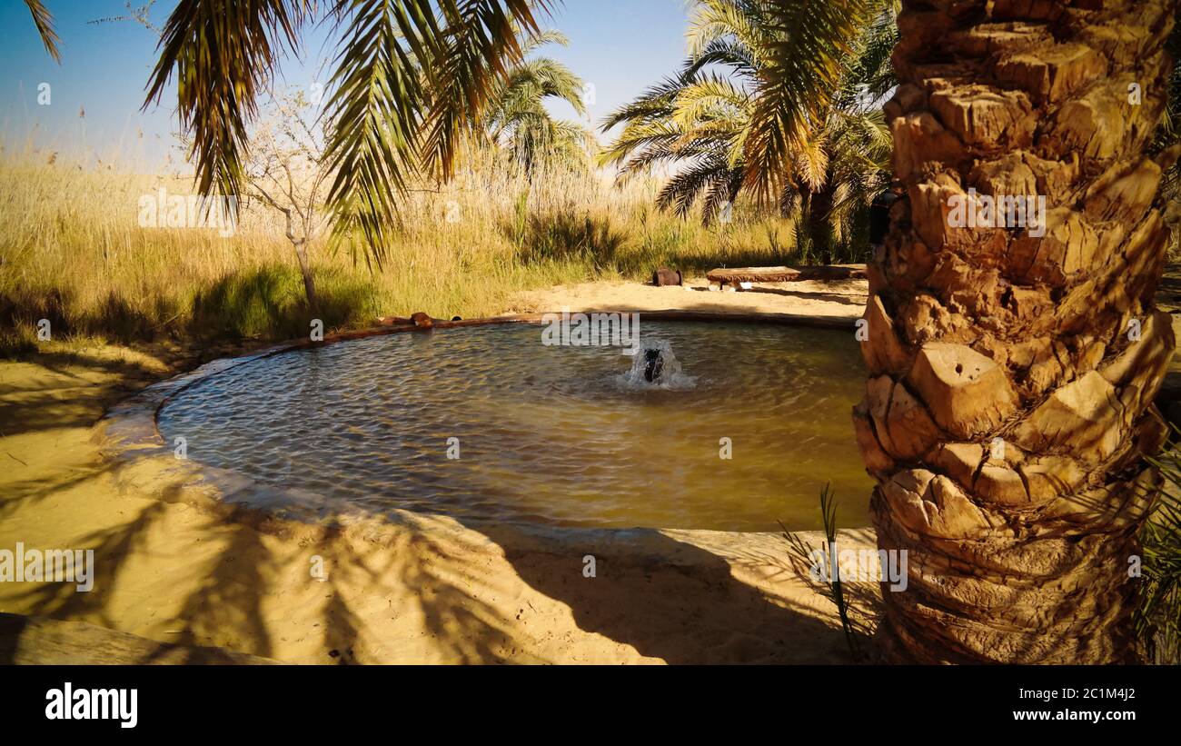 Landscape with hot spring, Siwa oasis at Egypt Stock Photo - Alamy