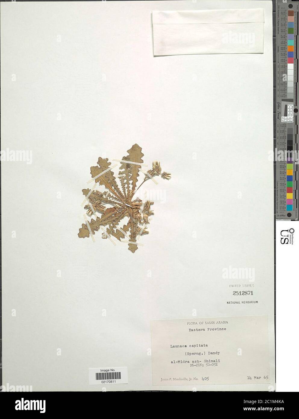 Launaea capitata Spreng Dandy Launaea capitata Spreng Dandy Stock Photo ...