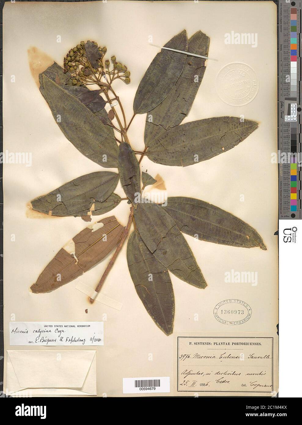 Miconia calycina Cogn Miconia calycina Cogn Stock Photo - Alamy