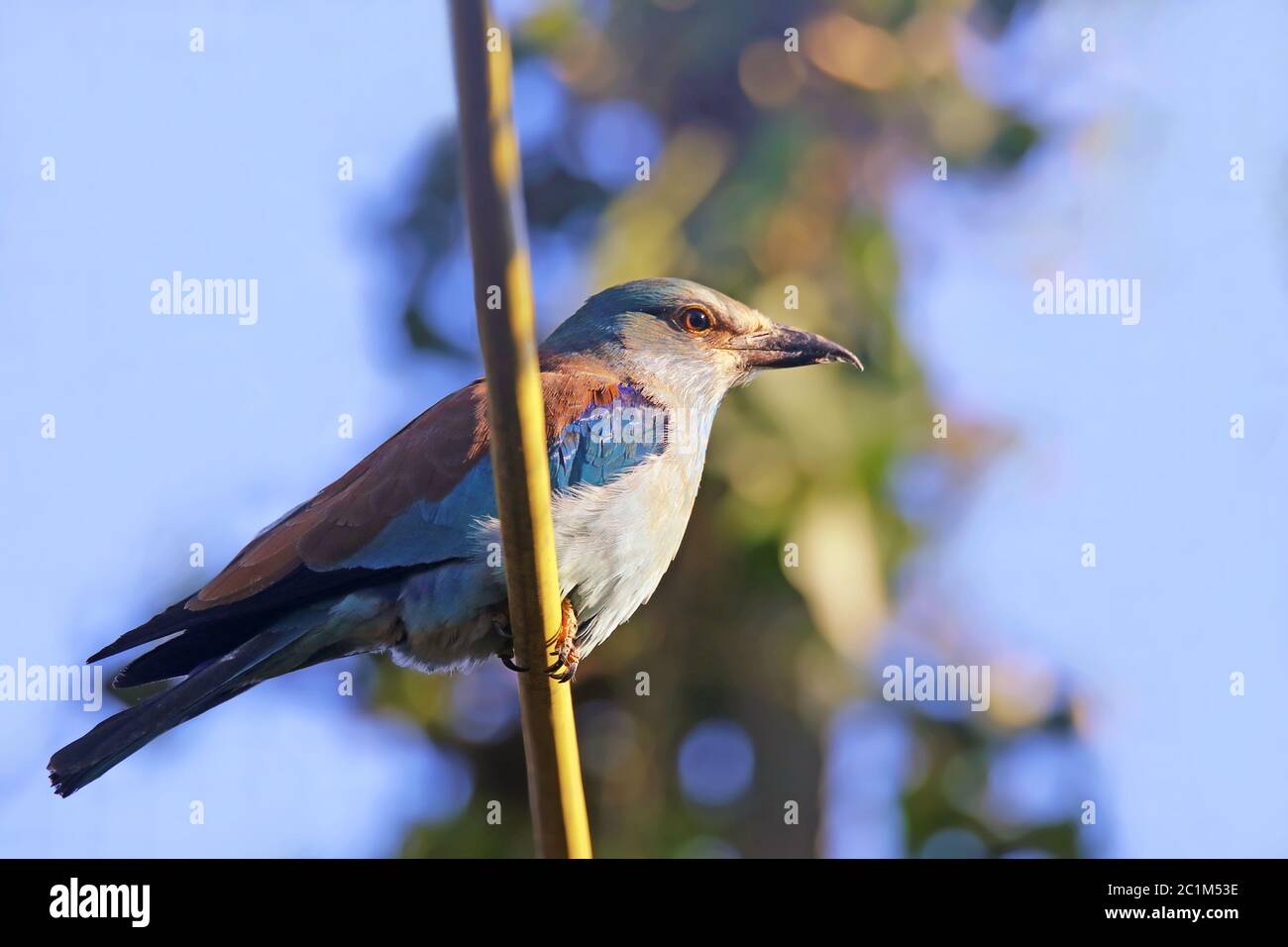Racke bird hi-res stock photography and images - Alamy