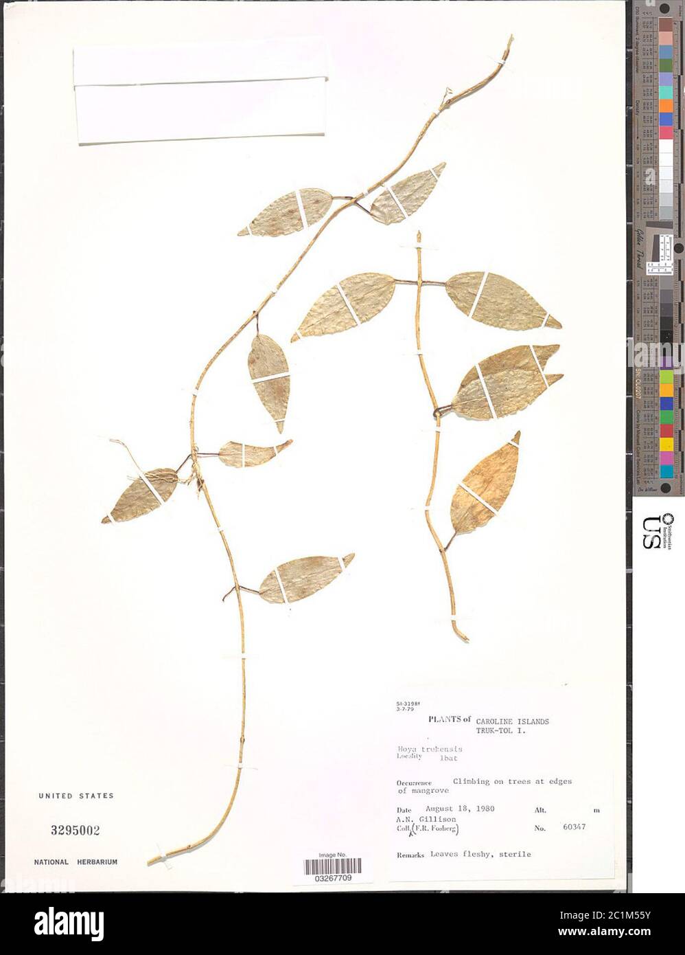 Hoya trukensis Hosok Hoya trukensis Hosok Stock Photo - Alamy