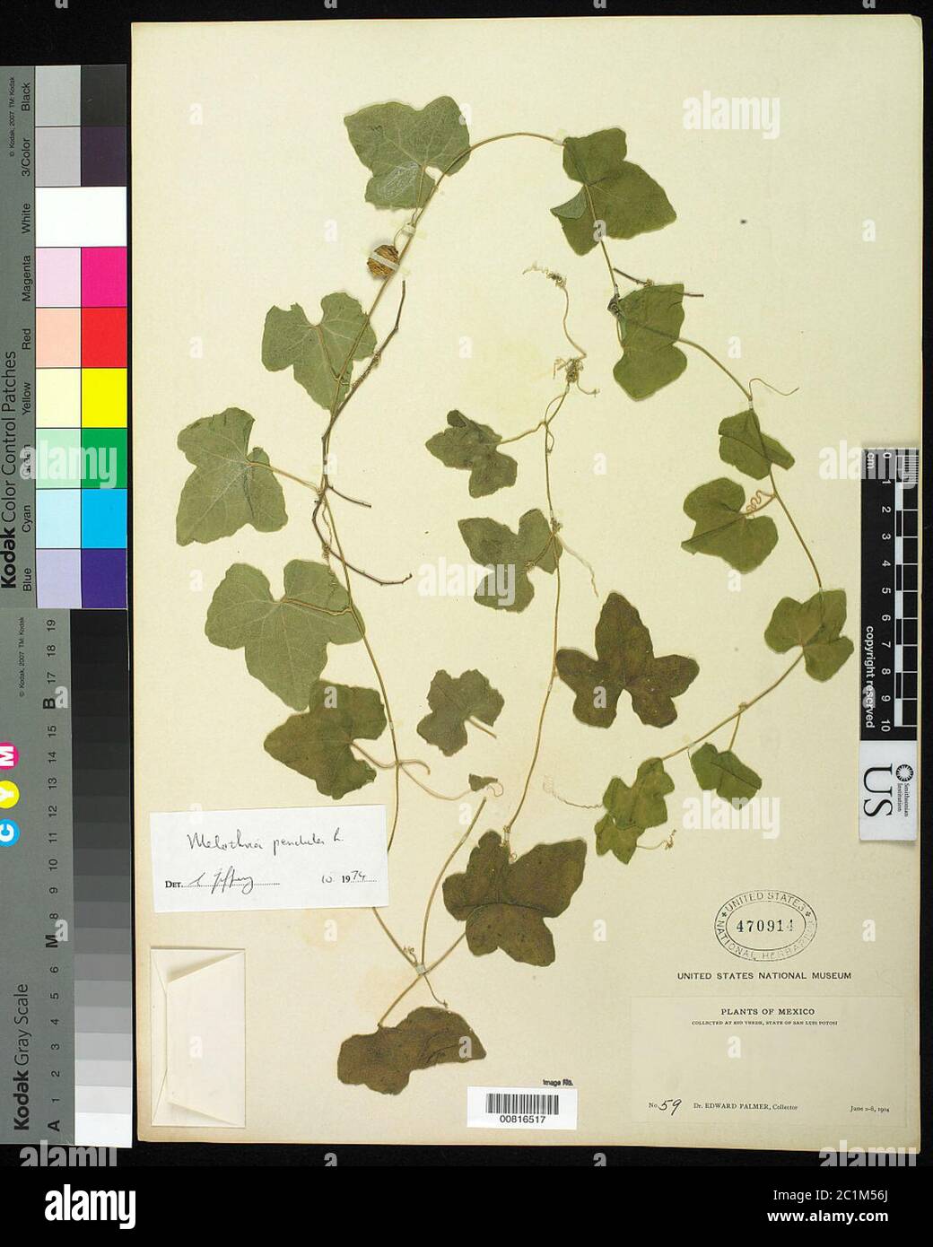 Melothria pendula L Melothria pendula L Stock Photo - Alamy
