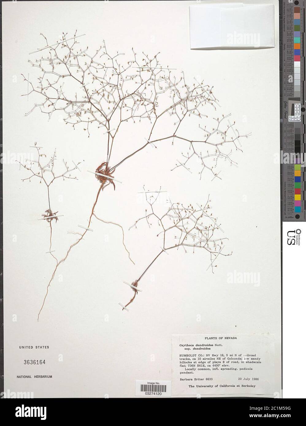 Oxytheca dendroidea Nutt Oxytheca dendroidea Nutt Stock Photo - Alamy