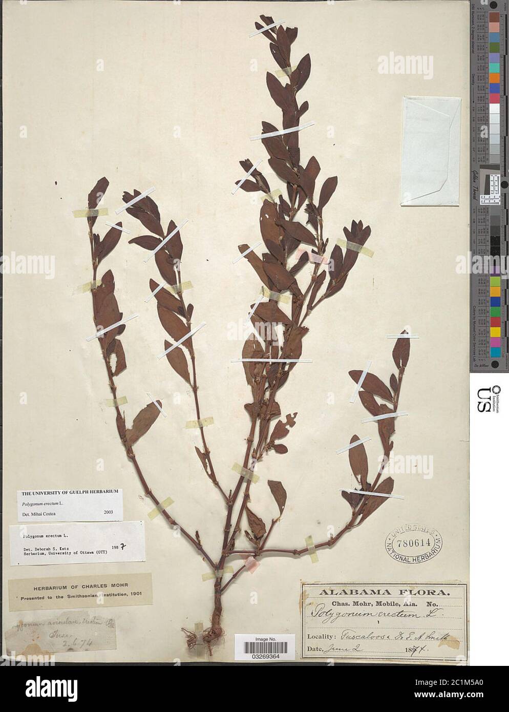 Polygonum erectum L Polygonum erectum L Stock Photo - Alamy