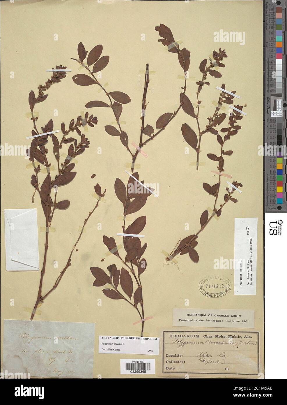 Polygonum erectum L Polygonum erectum L Stock Photo - Alamy