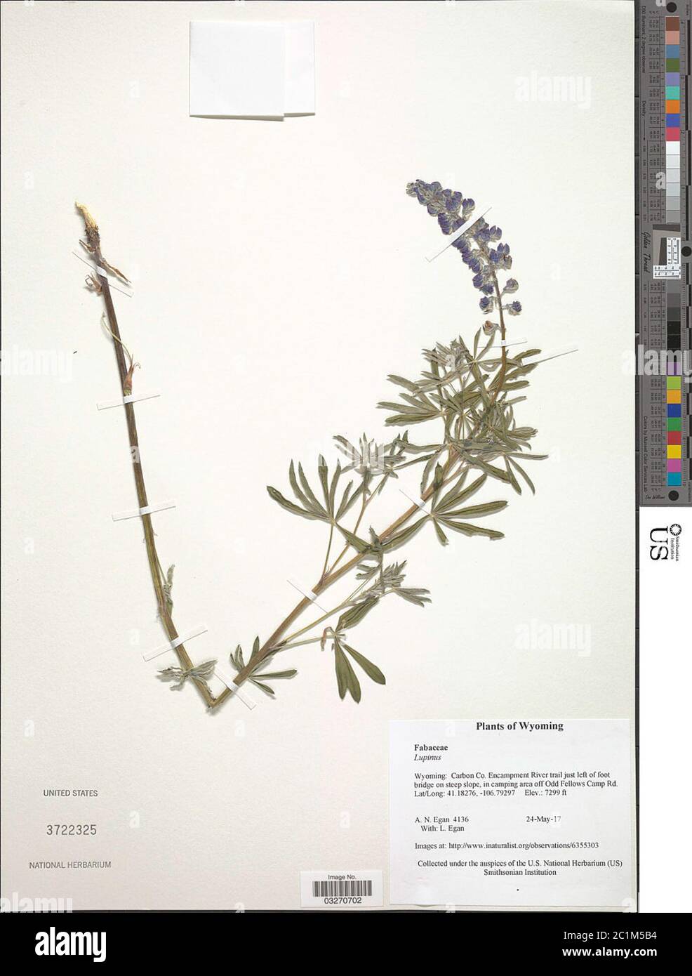 Lupinus sp Lupinus sp Stock Photo - Alamy