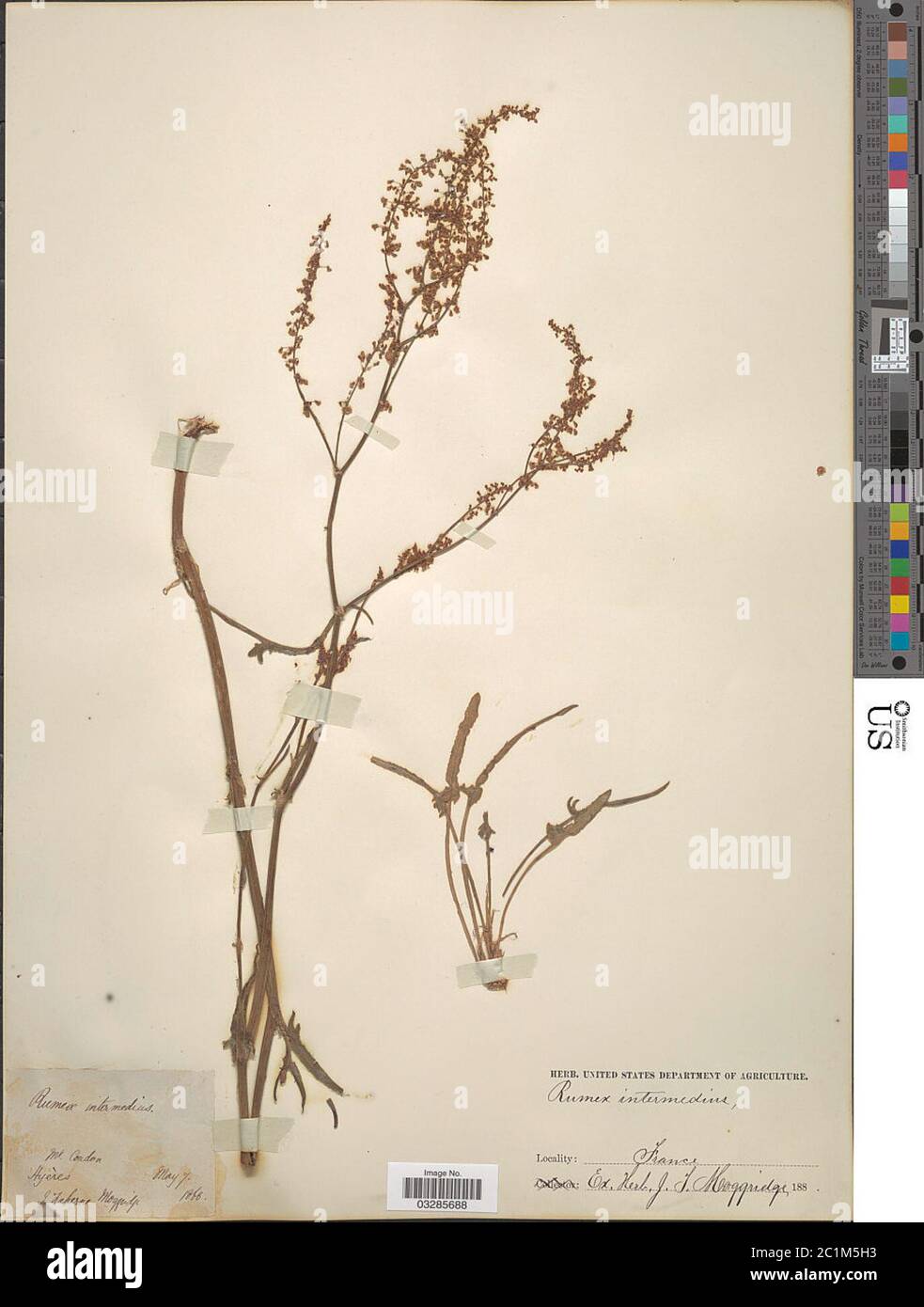 Rumex intermedius hi-res stock photography and images - Alamy