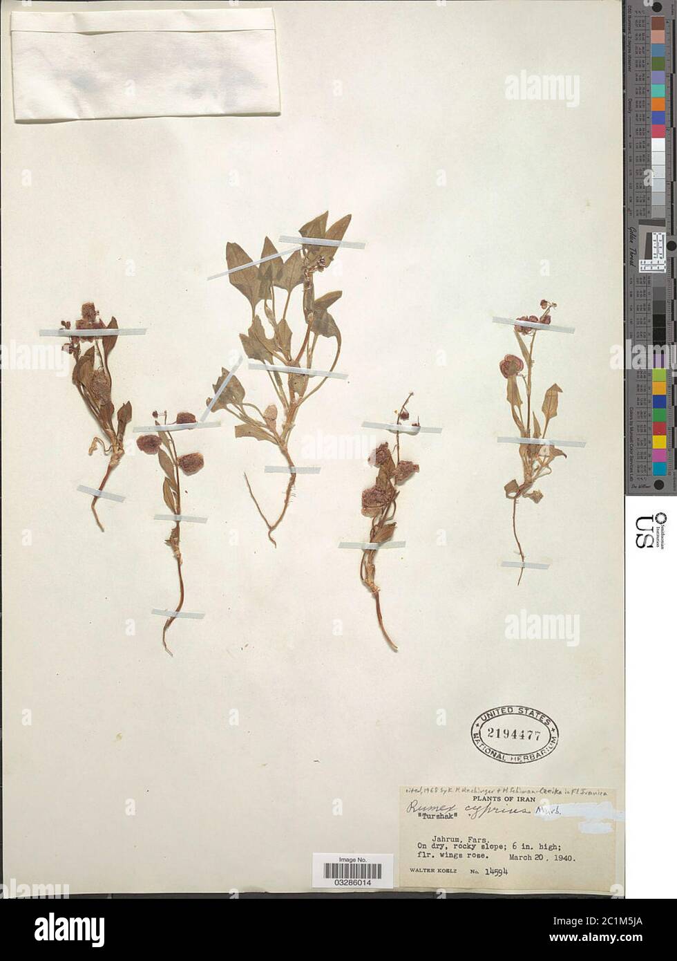 Rumex cyprius Murb Rumex cyprius Murb Stock Photo - Alamy