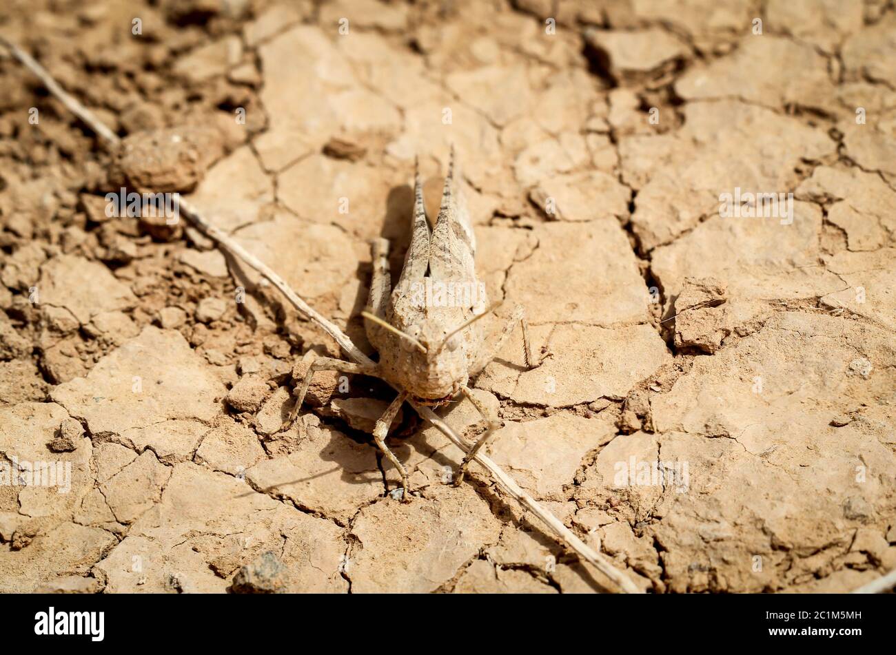 grasshopper on sand Stock Photo - Alamy