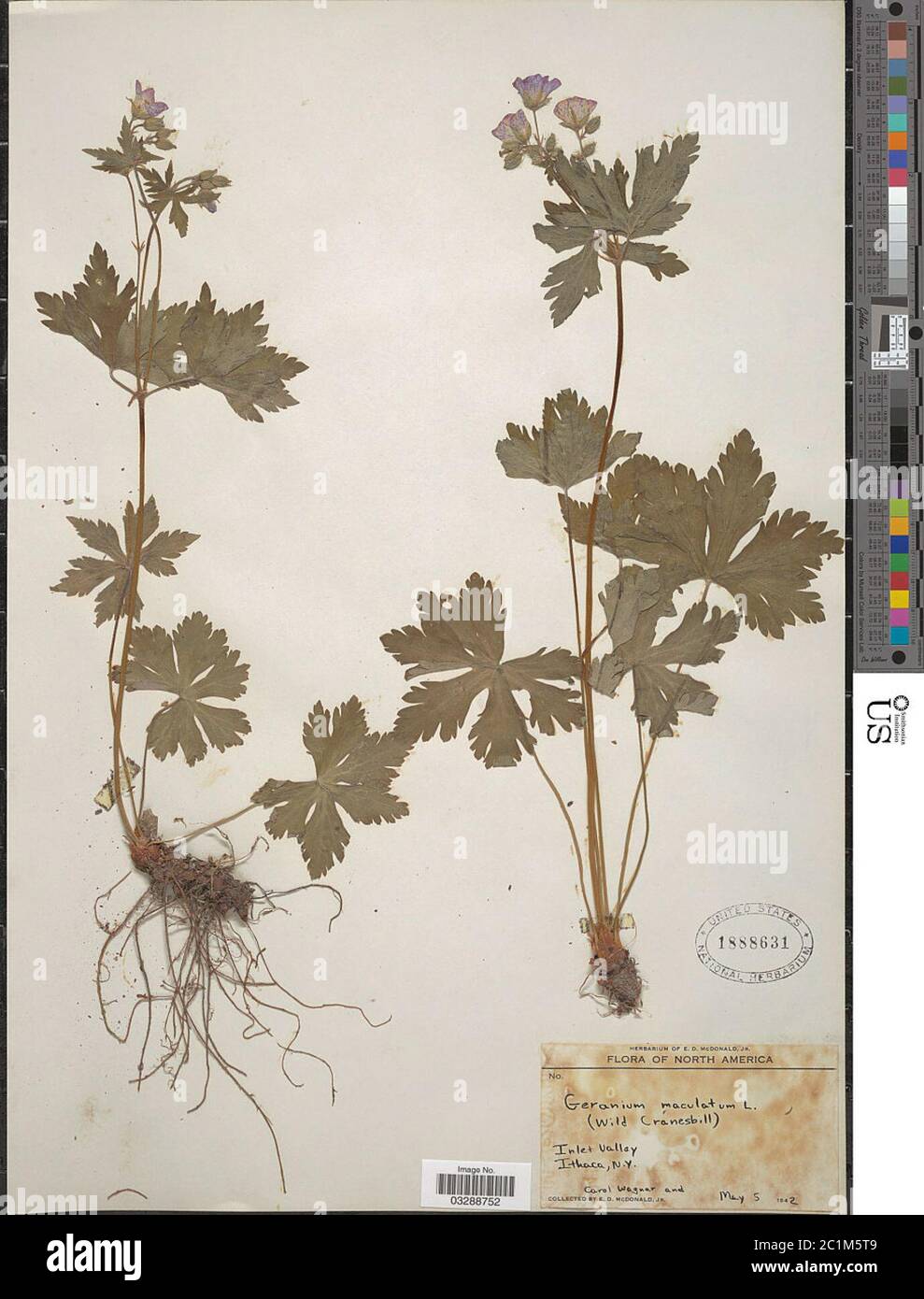 Geranium maculatum L Geranium maculatum L Stock Photo - Alamy