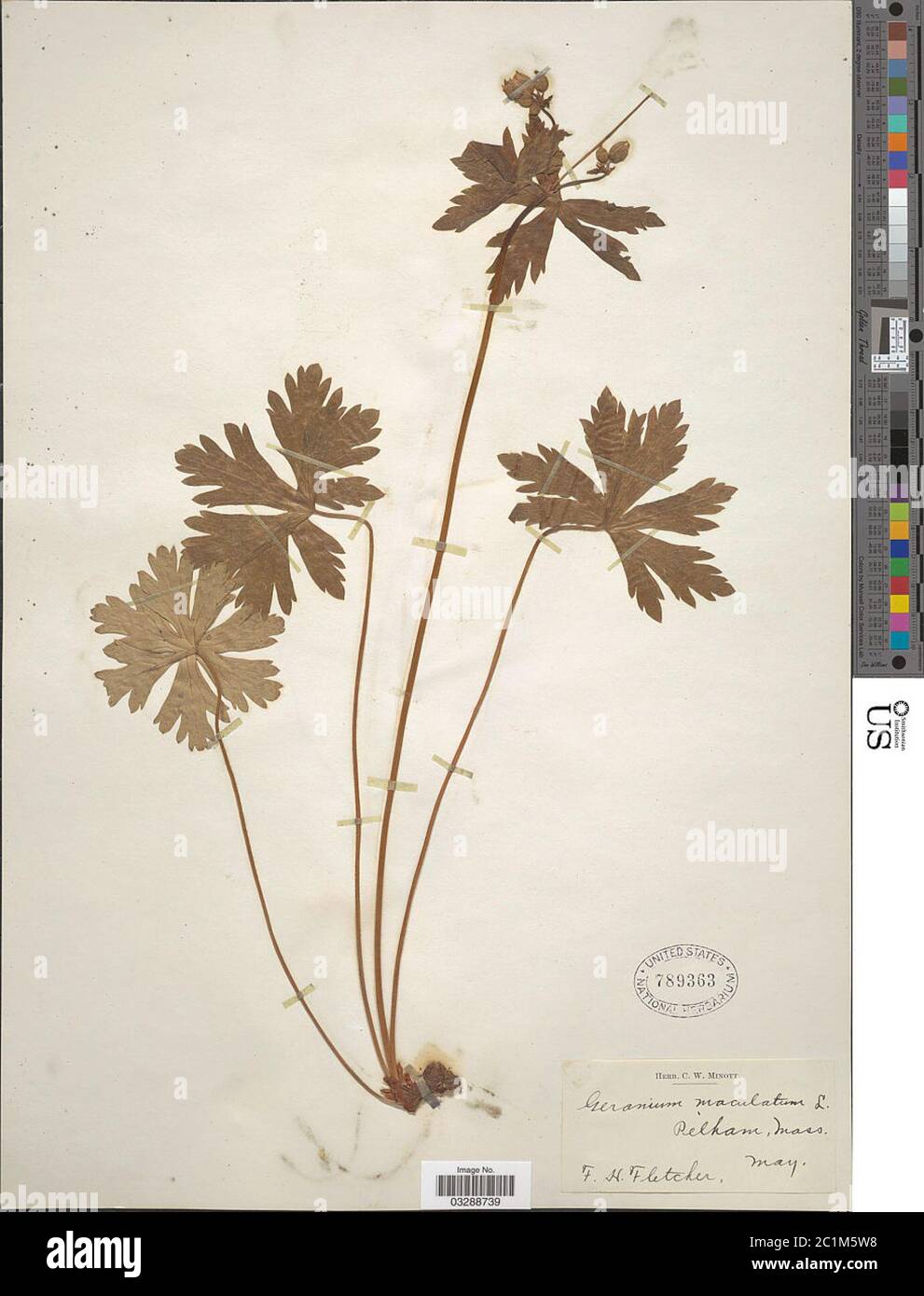 Geranium maculatum L Geranium maculatum L Stock Photo - Alamy