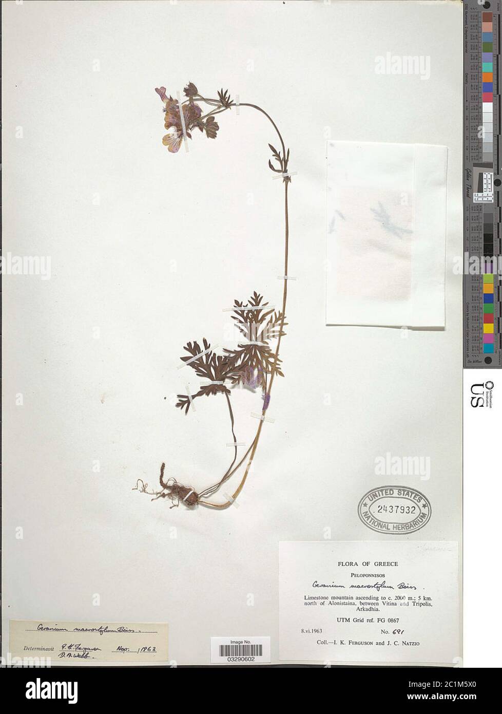 Geranium macrostylum Boiss Geranium macrostylum Boiss Stock Photo - Alamy