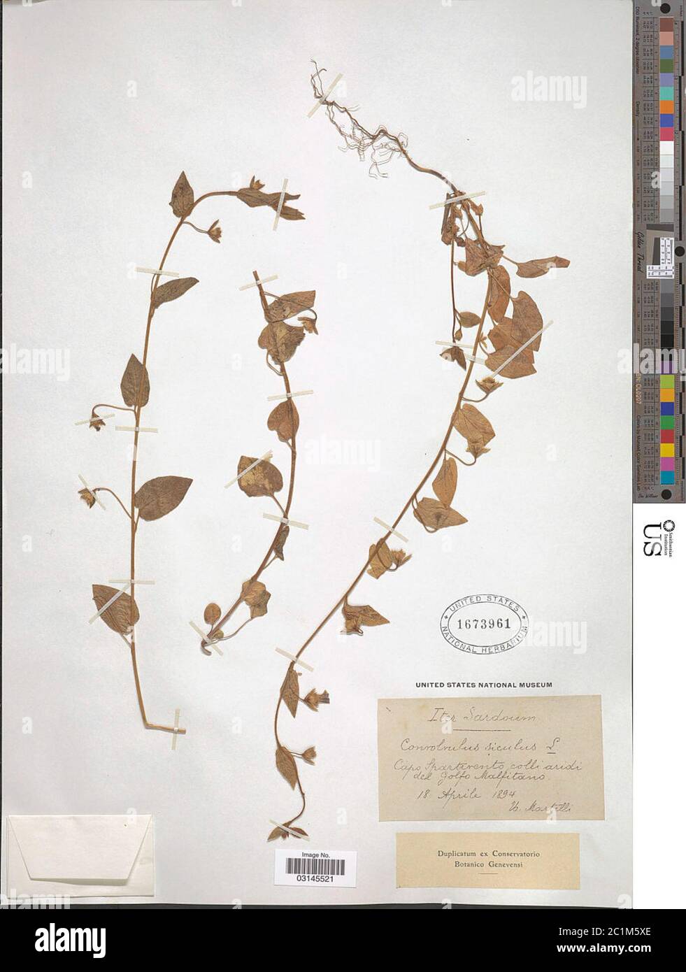 Convolvulus blue flowers convolvulus hi-res stock photography and ...