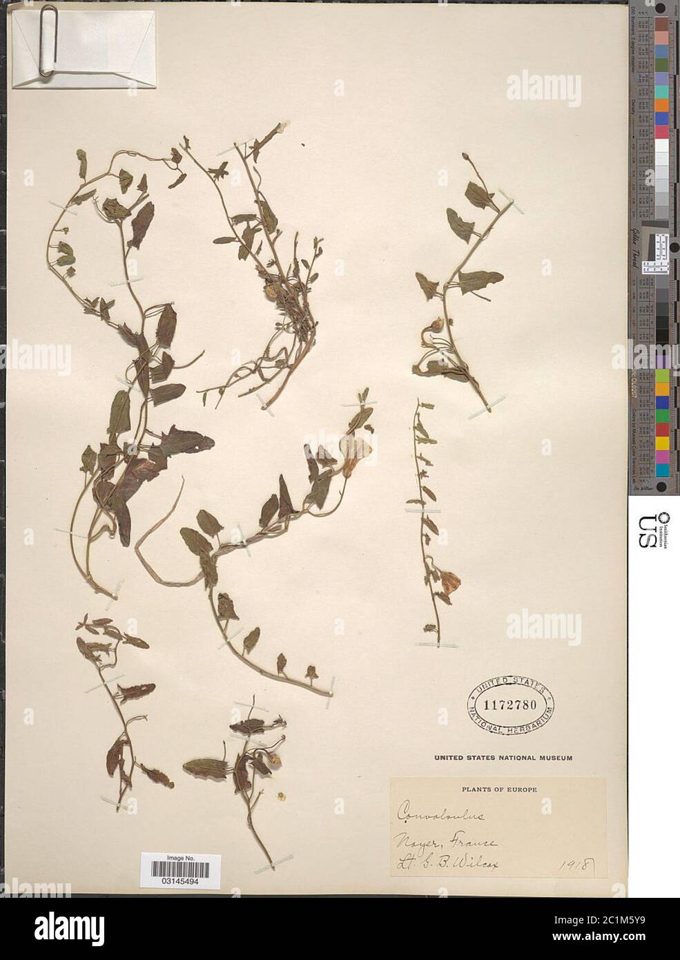 Convolvulus Sp High Resolution Stock Photography and Images - Alamy