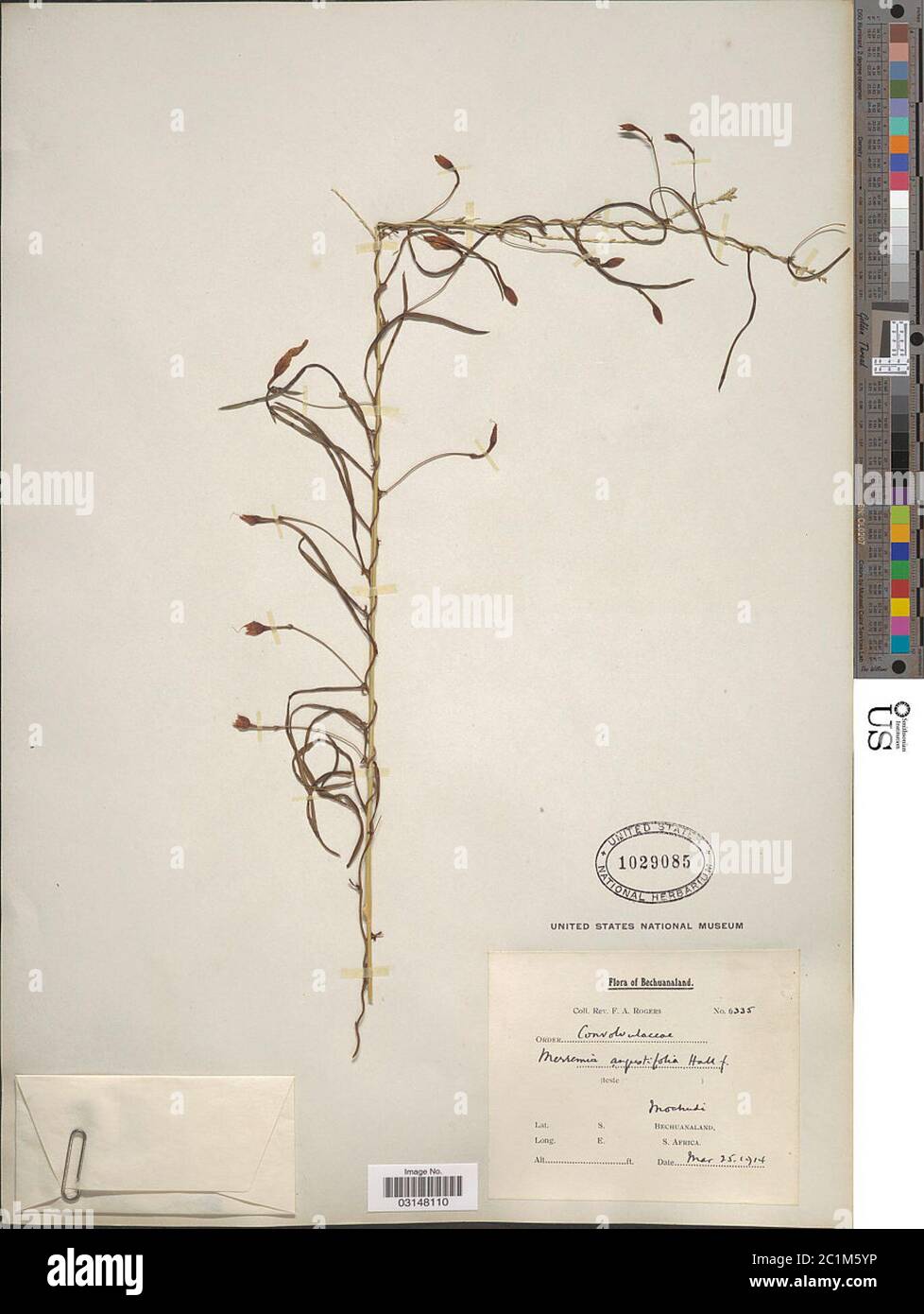 F angustifolia hi-res stock photography and images - Alamy