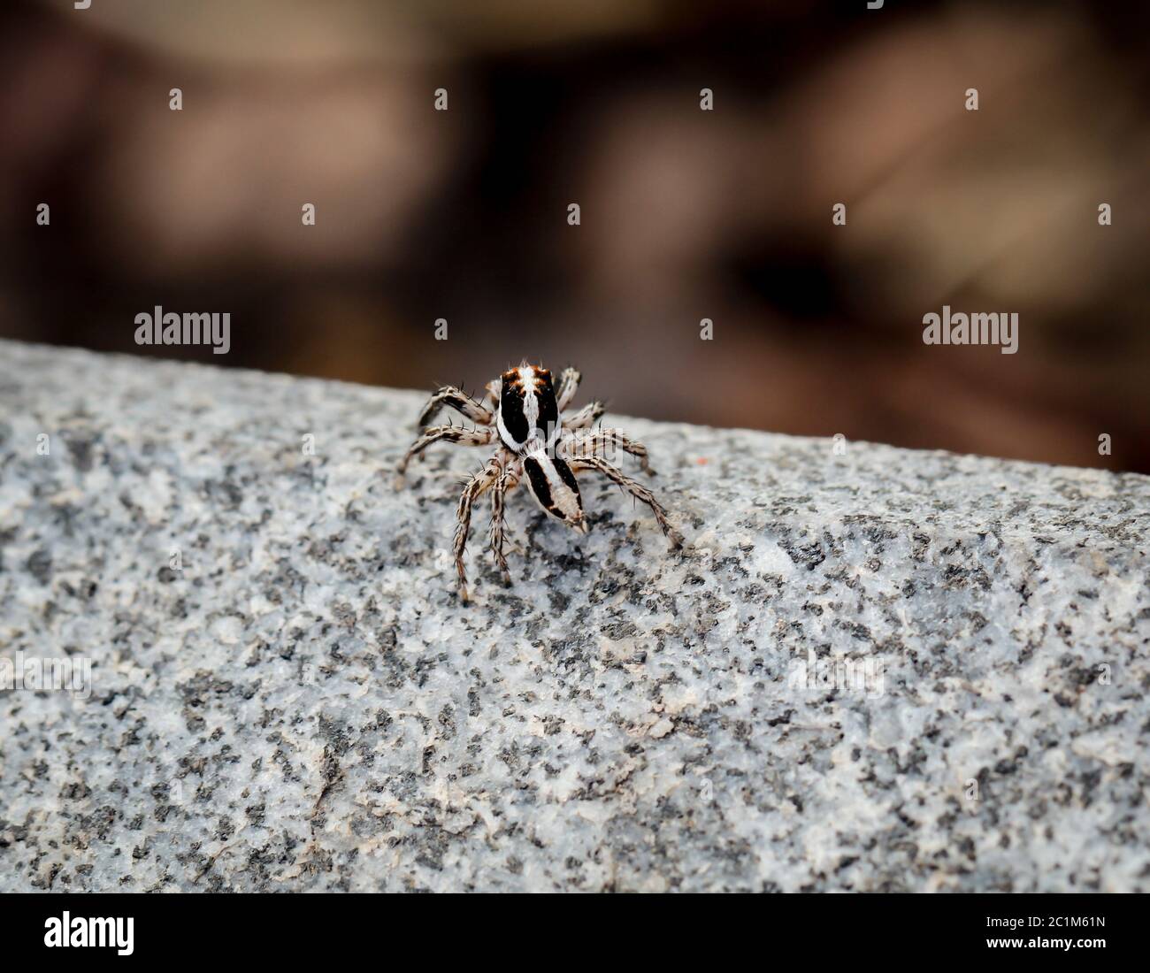 Spider on stone Stock Photo - Alamy