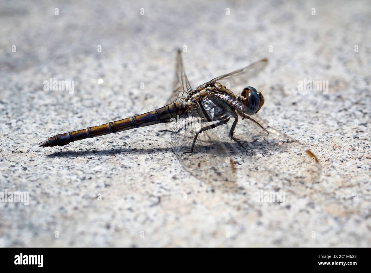 details of a dragonfly Stock Photo - Alamy