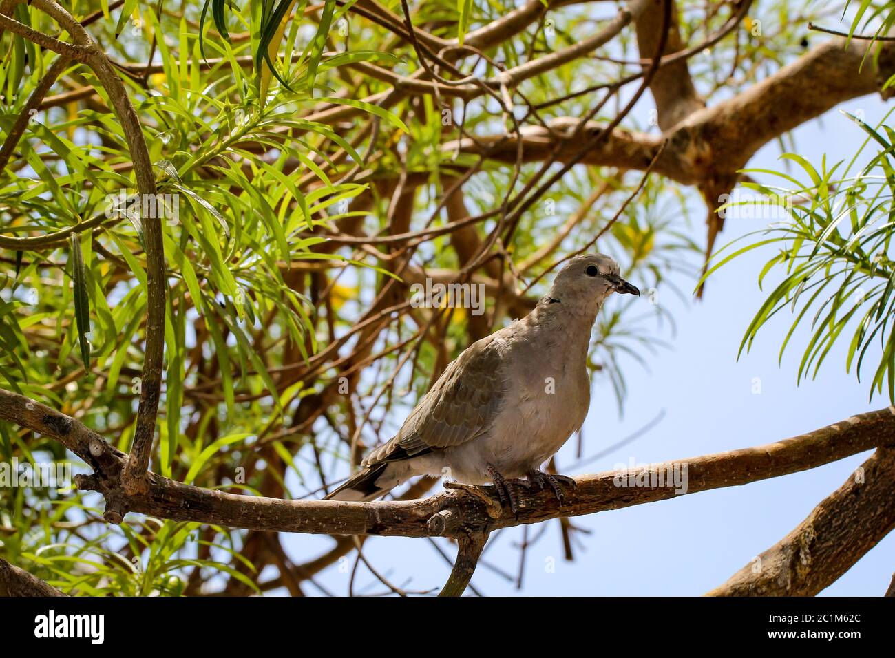 dove on a tree Stock Photo - Alamy