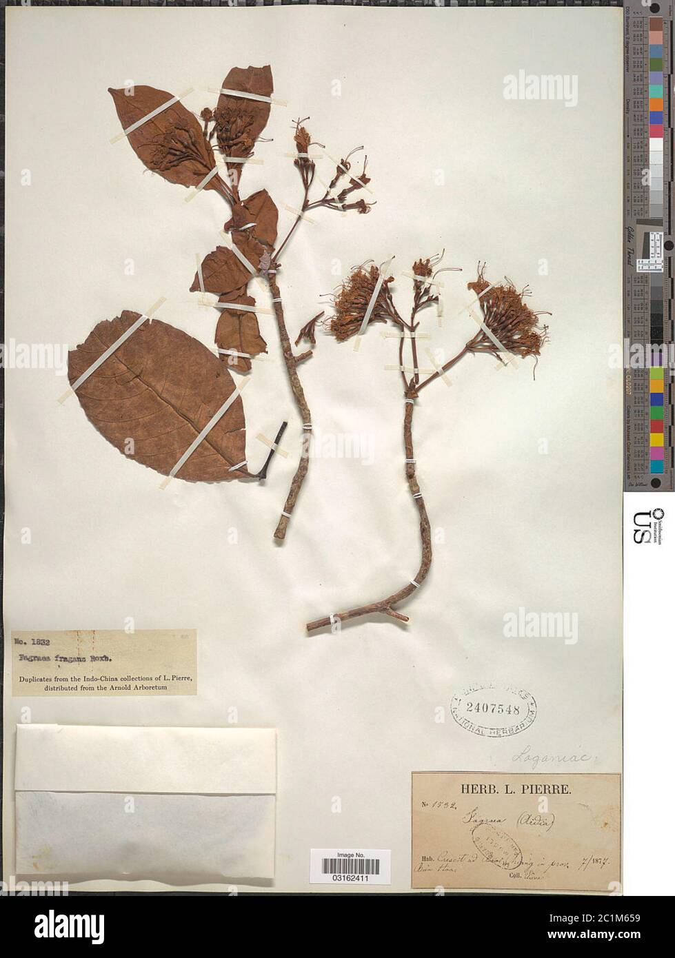 Fagraea fragrans Roxb Fagraea fragrans Roxb Stock Photo - Alamy