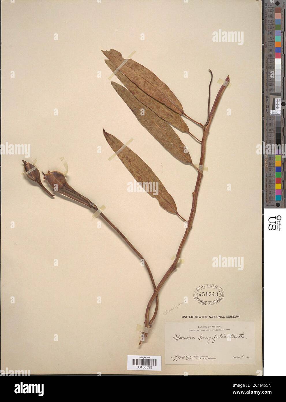 Ipomoea longifolia Benth Ipomoea longifolia Benth Stock Photo - Alamy