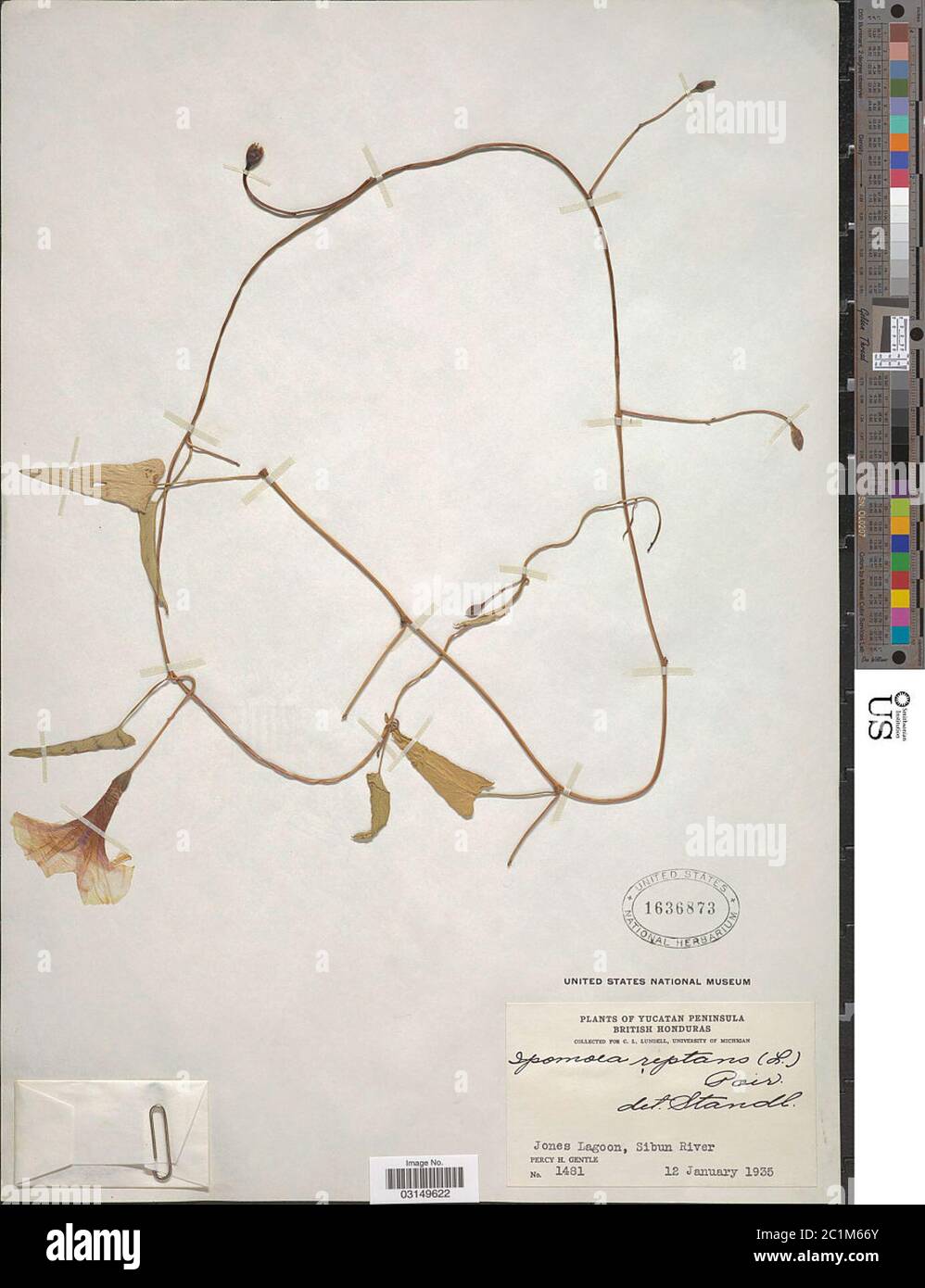 Ipomoea aquatica Forssk Ipomoea aquatica Forssk Stock Photo - Alamy