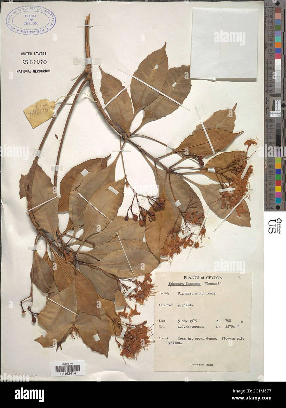 Fagraea fragrans roxb hi-res stock photography and images - Alamy