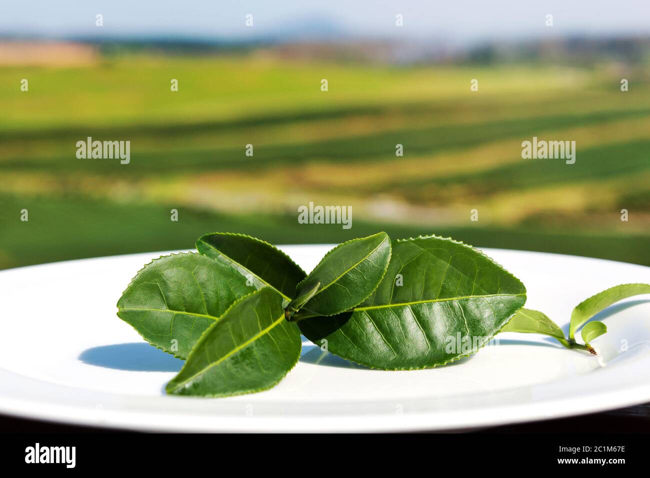 Fresh green tea leaves Stock Photo - Alamy