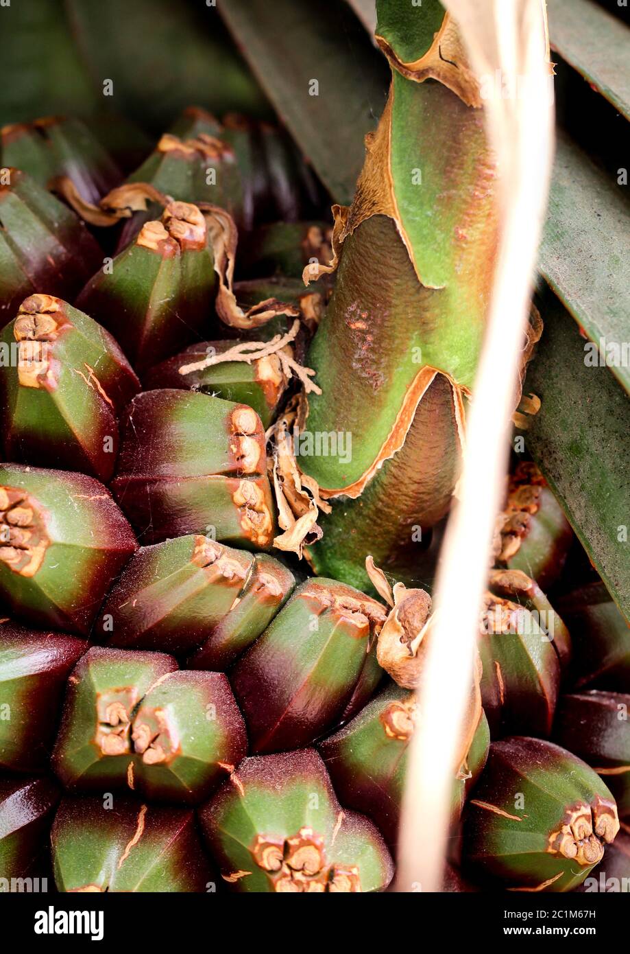 Fruit of the Yucca Palm (Yucca Stock Photo - Alamy