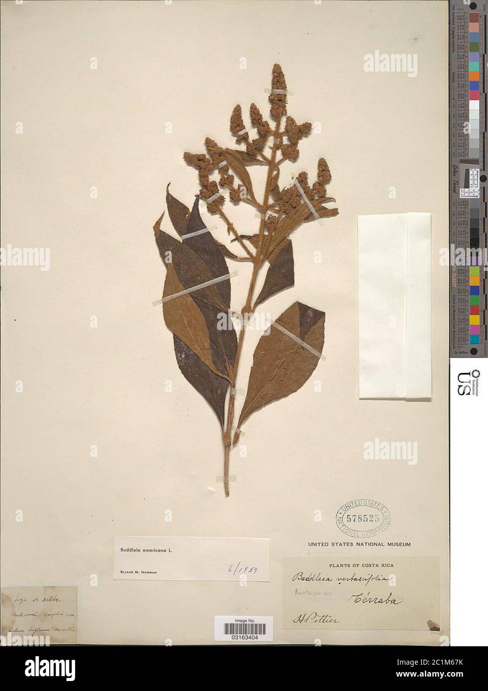 Buddleja americana L Buddleja americana L Stock Photo - Alamy