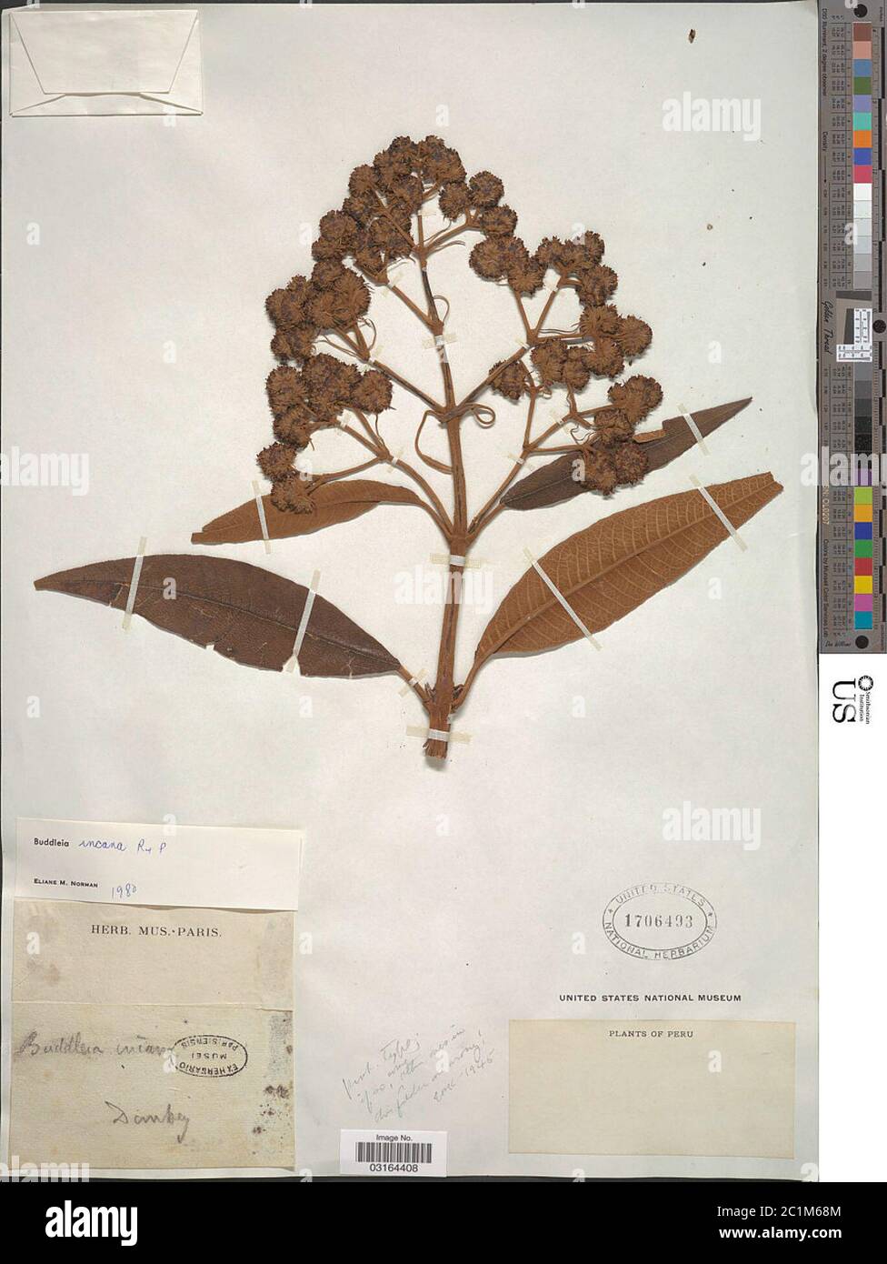 Buddleja incana Ruiz Pav Buddleja incana Ruiz Pav Stock Photo - Alamy