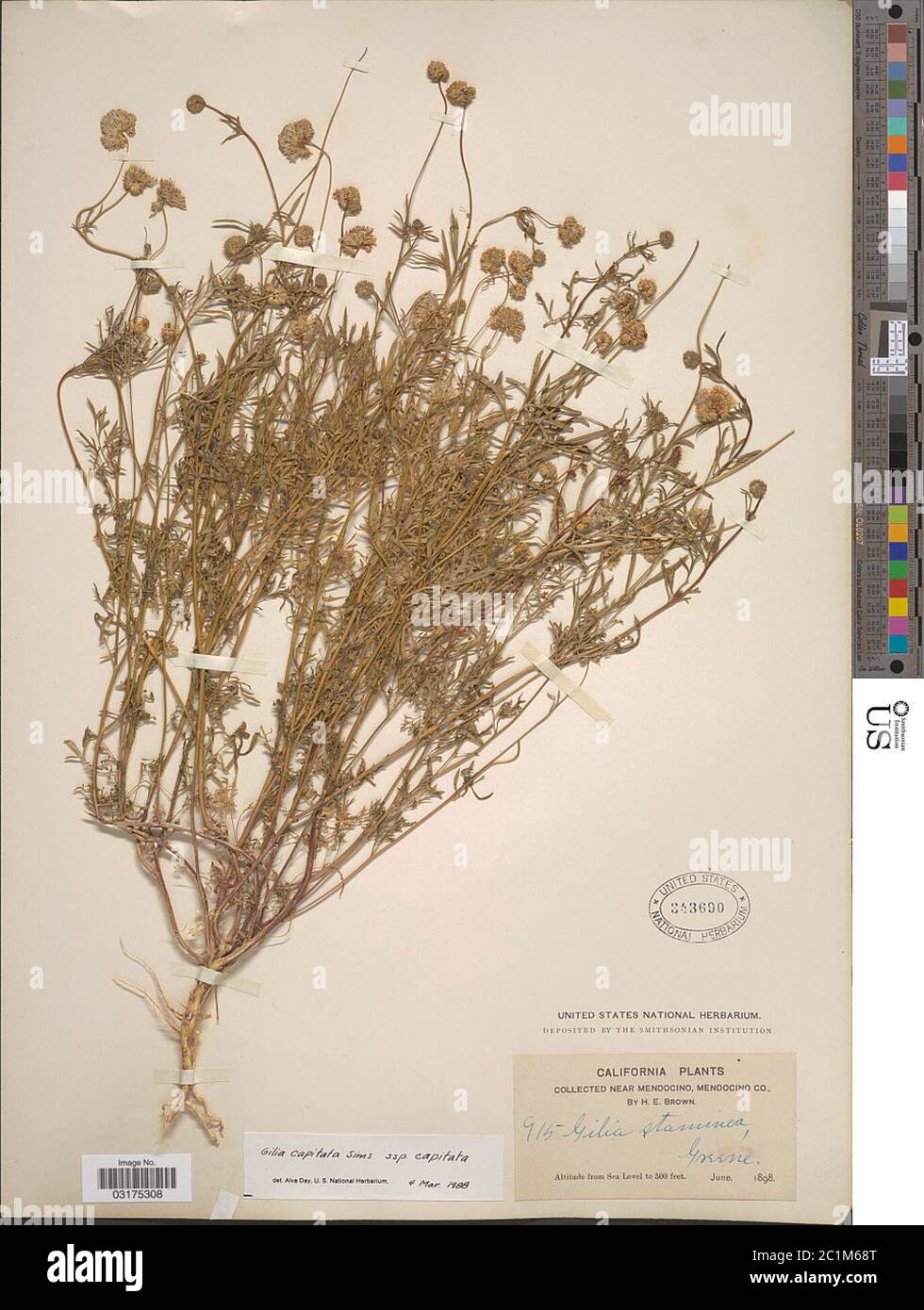 Gilia capitata Sims Gilia capitata Sims Stock Photo - Alamy