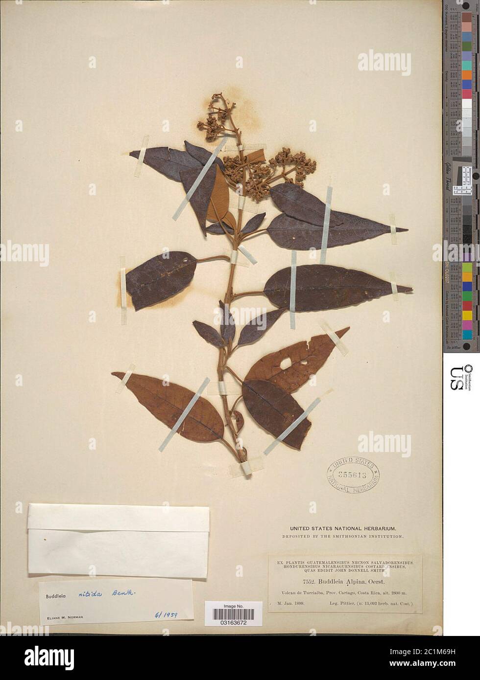 Specimen image specimens herbarium u s national herba hi-res stock ...