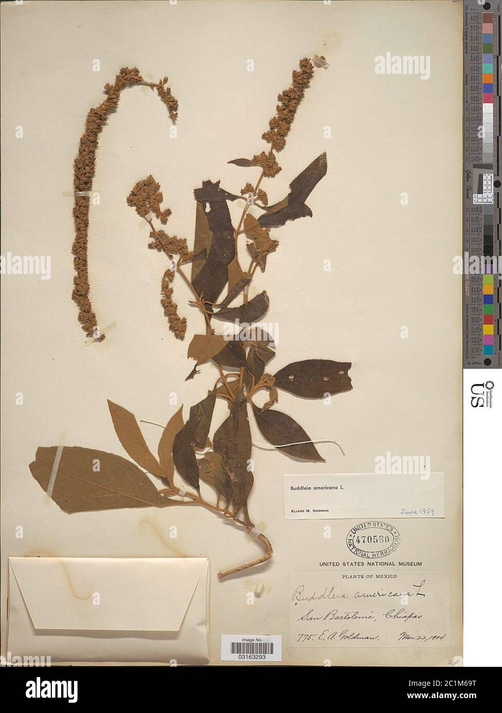 Buddleja americana L Buddleja americana L Stock Photo - Alamy