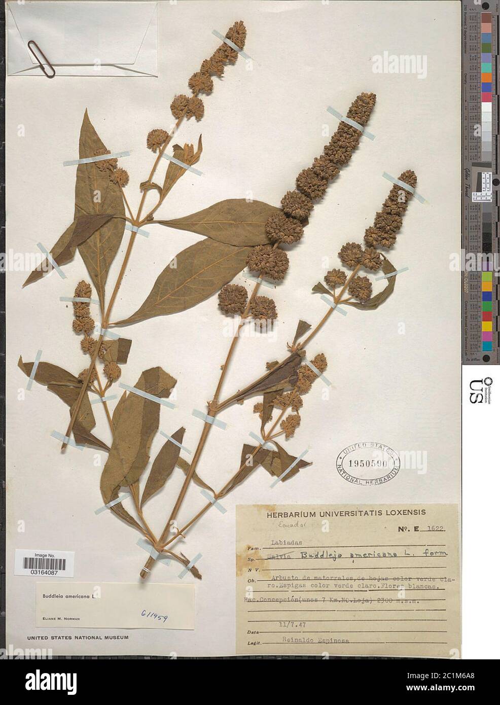 Buddleja americana L Buddleja americana L Stock Photo - Alamy