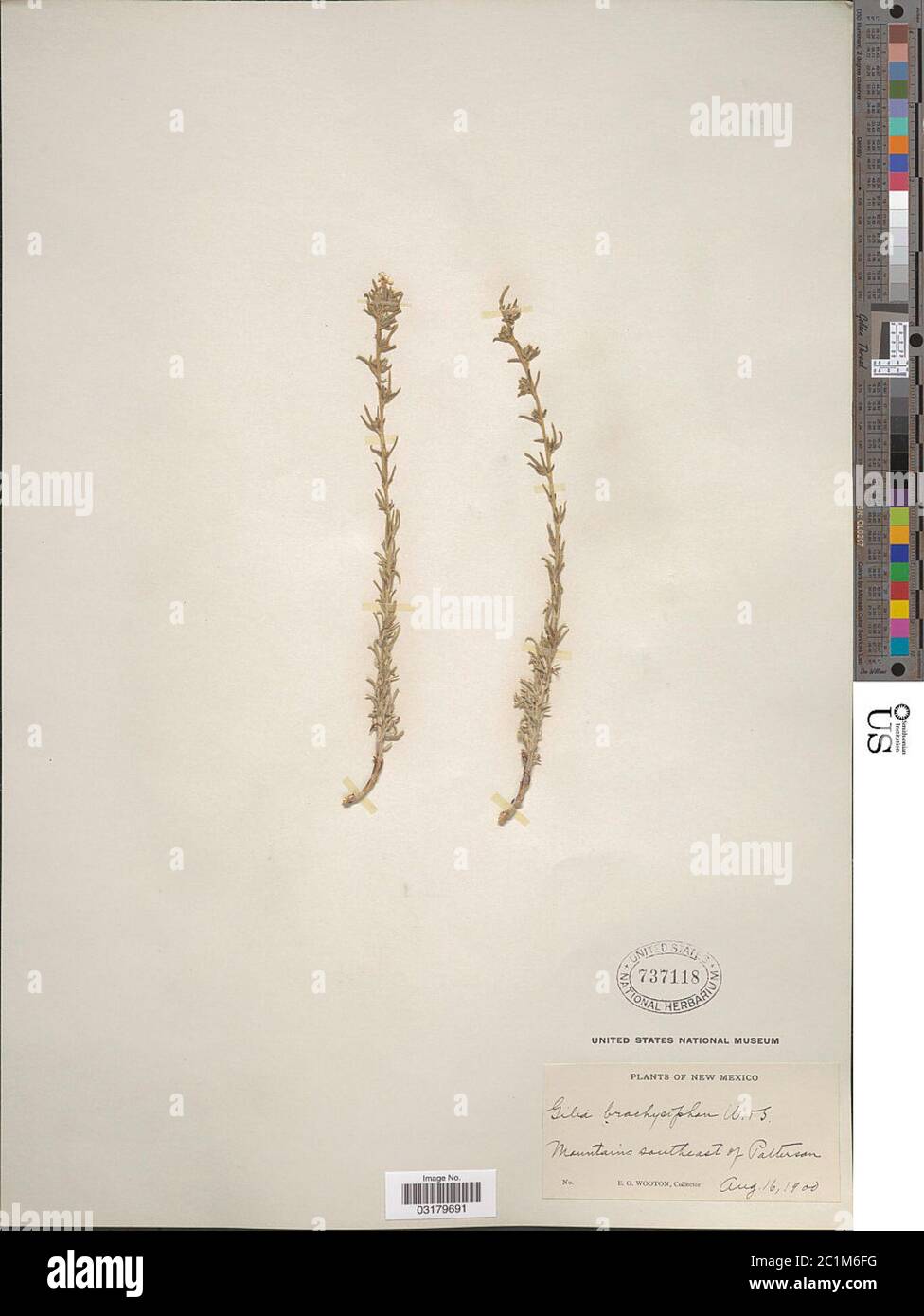 Ipomopsis polyantha Ipomopsis polyantha Stock Photo - Alamy