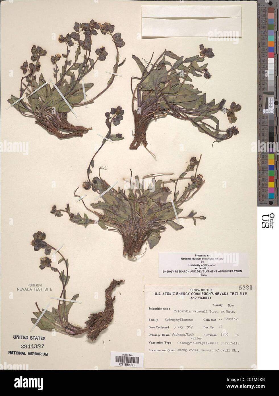 Tricardia watsonii Torr ex S Watson in C King Tricardia watsonii Torr ...