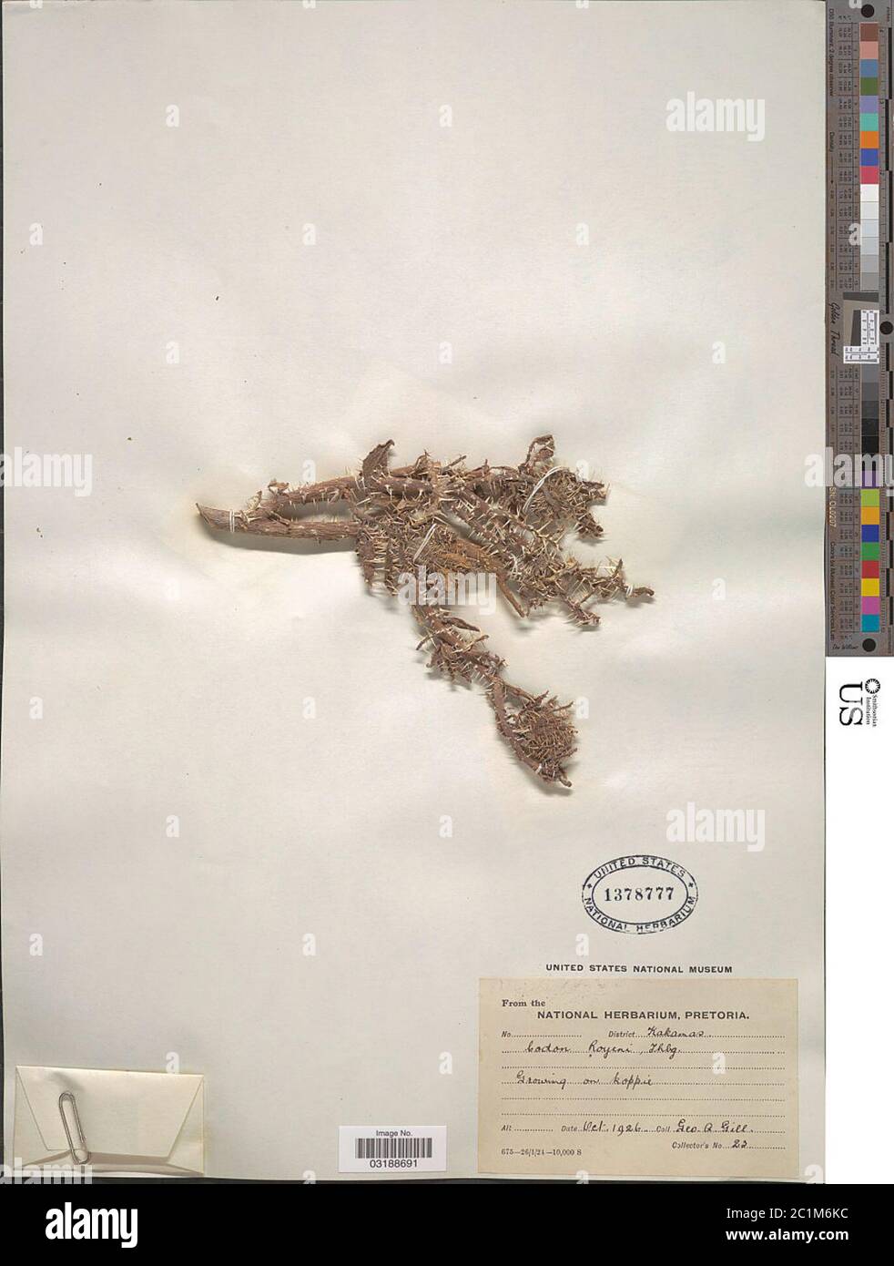 Codon royenii hi-res stock photography and images - Alamy