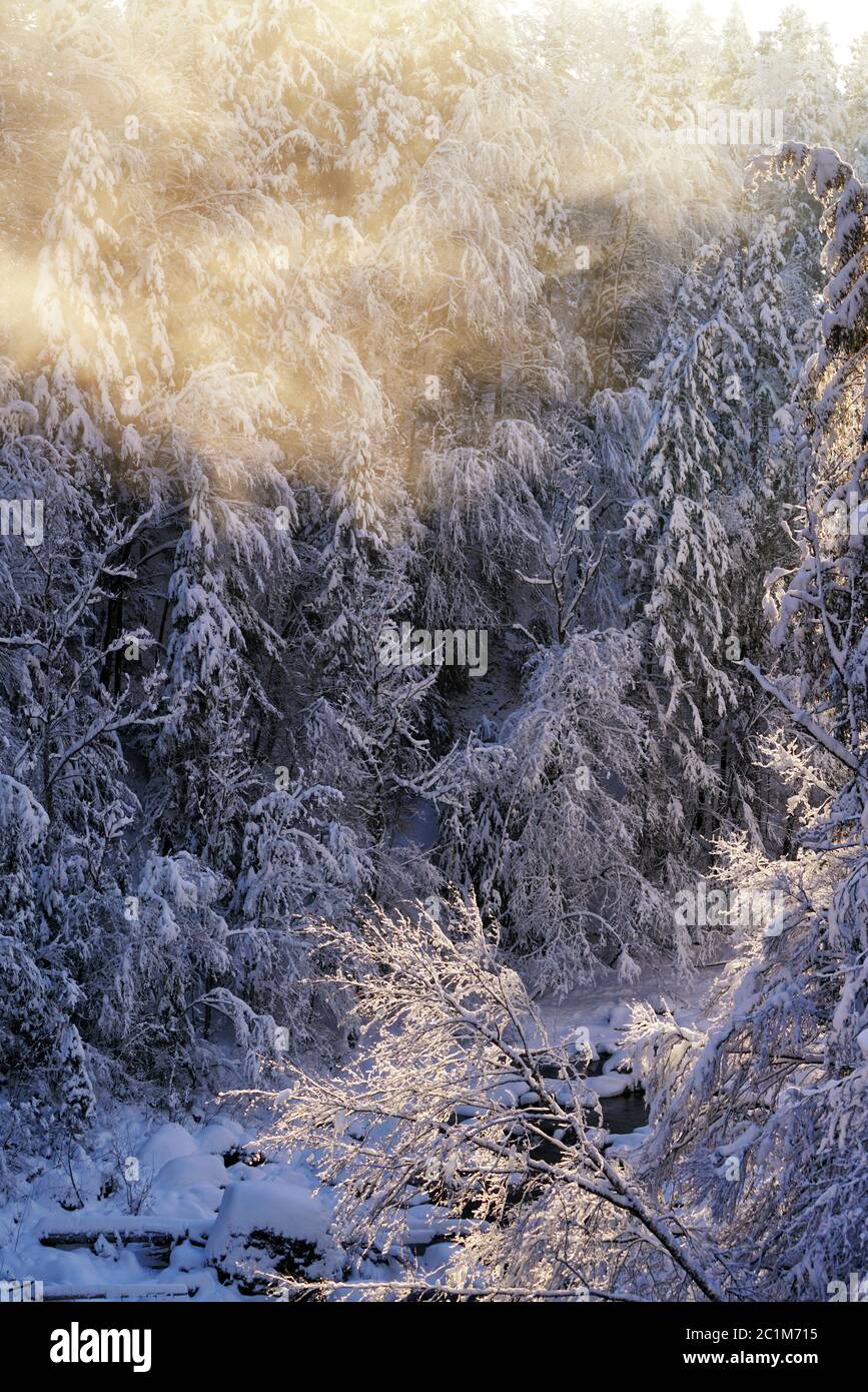 Deep into the forrest hi-res stock photography and images - Alamy