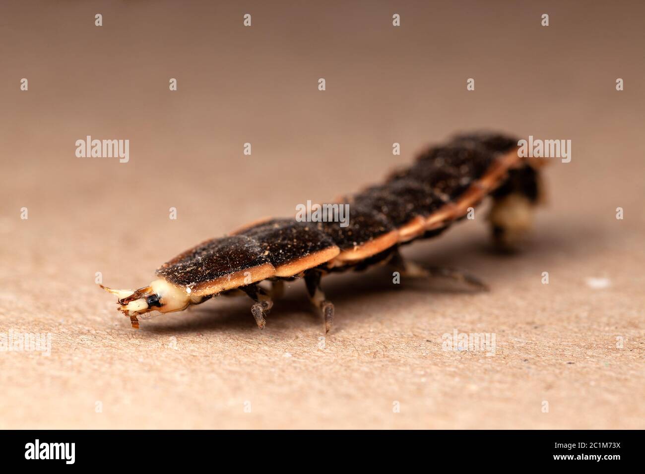 lampyridae Firefly larvae - young beetle insect Stock Photo - Alamy