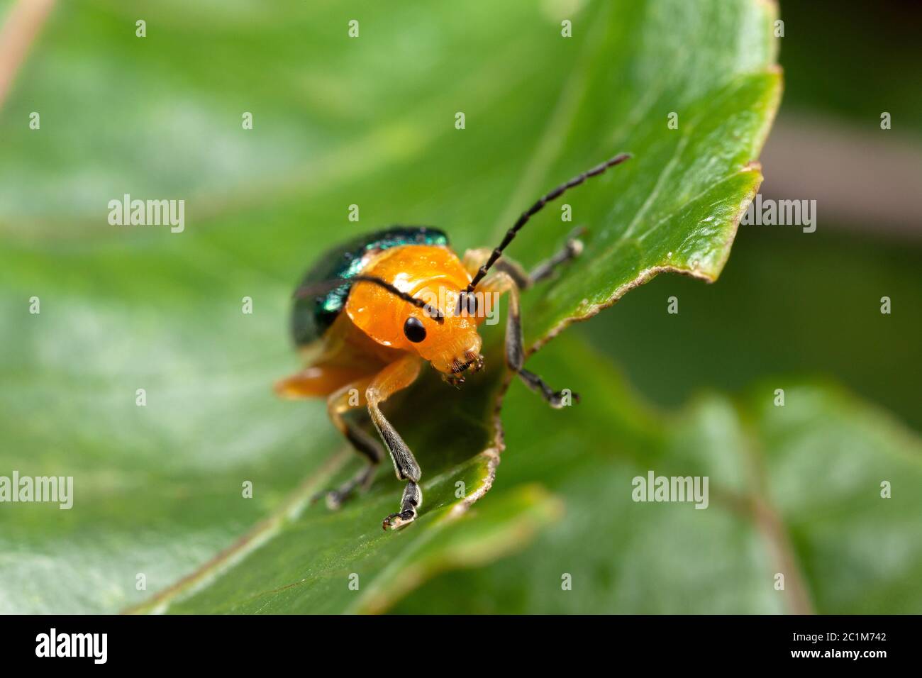 Asphaera lustrans hi-res stock photography and images - Alamy