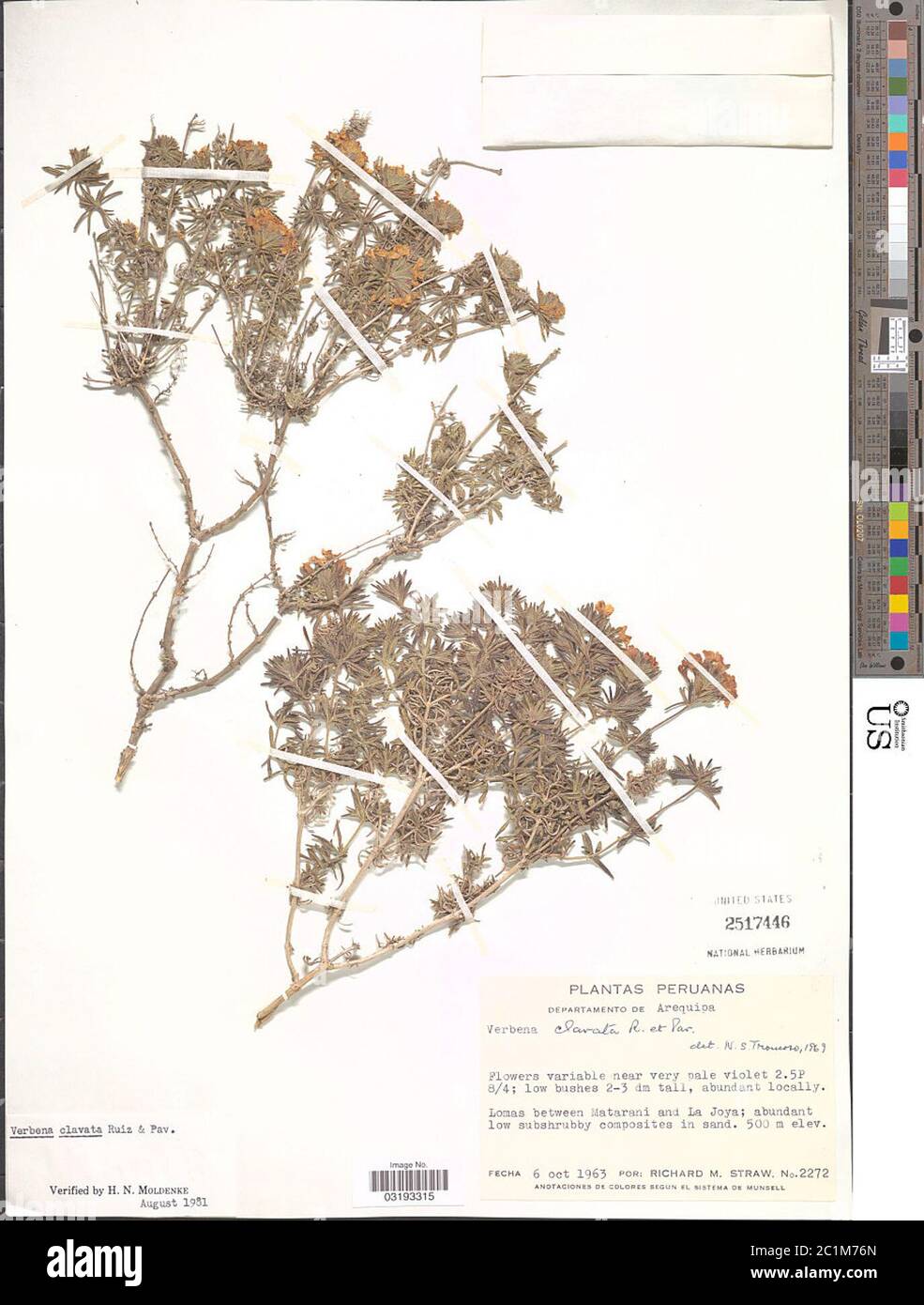 Verbena clavata Verbena clavata Stock Photo - Alamy