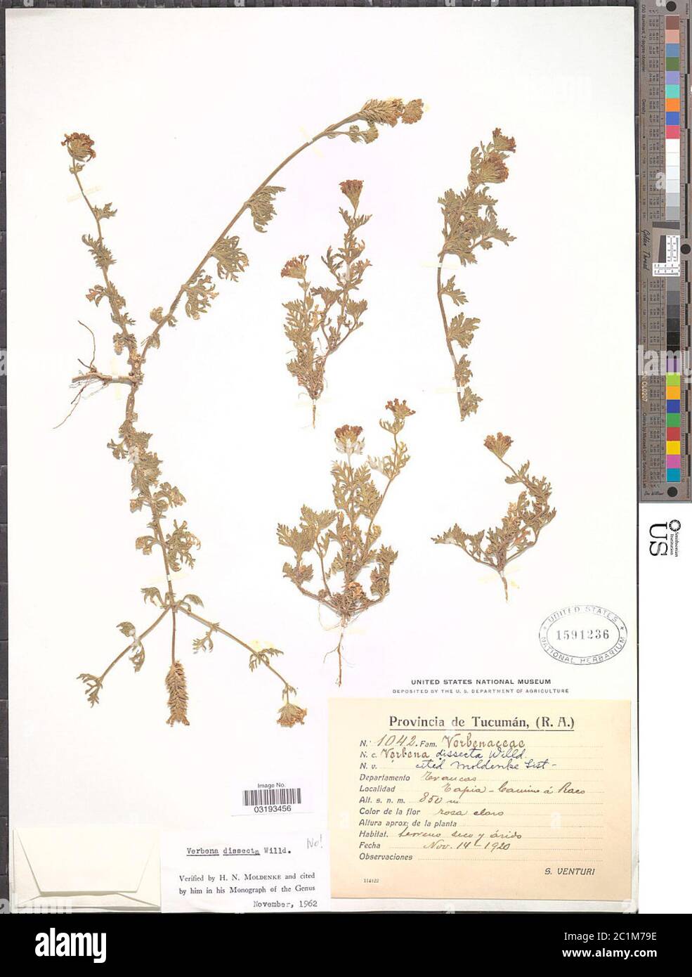 Verbena dissecta Verbena dissecta Stock Photo - Alamy